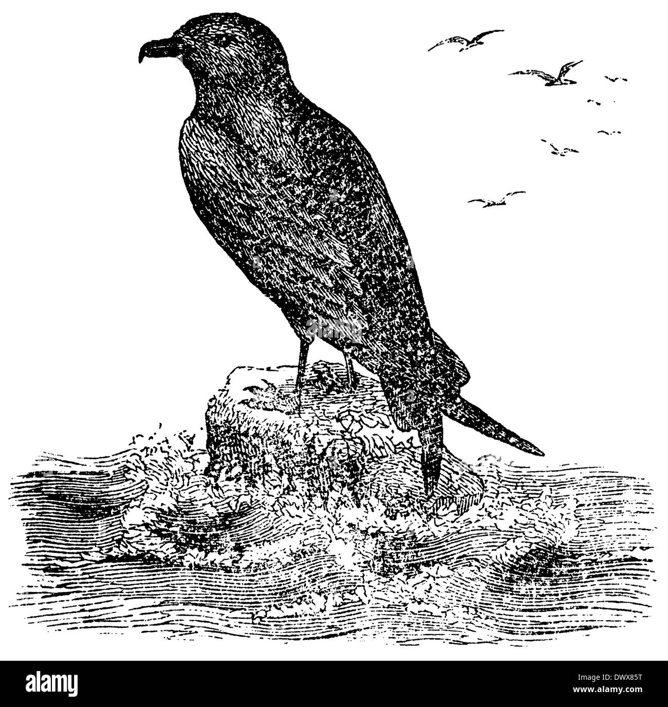 Petrel bird Cut Out Stock Images & Pictures - Alamy