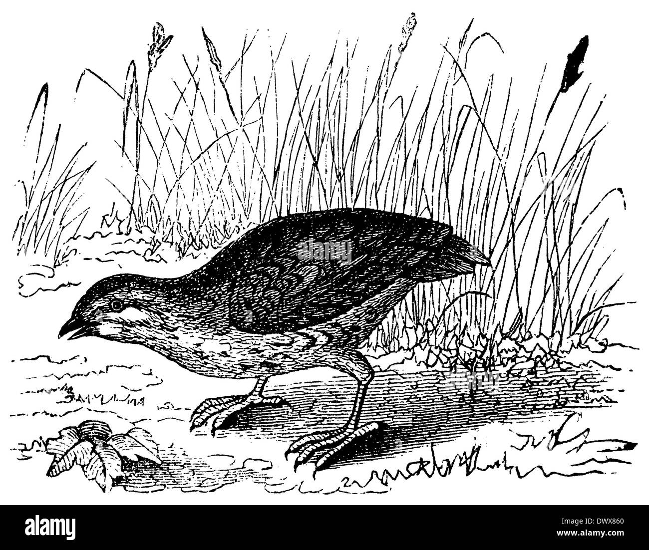 Quail (coturnix coturnix) Black and White Stock Photos & Images - Alamy