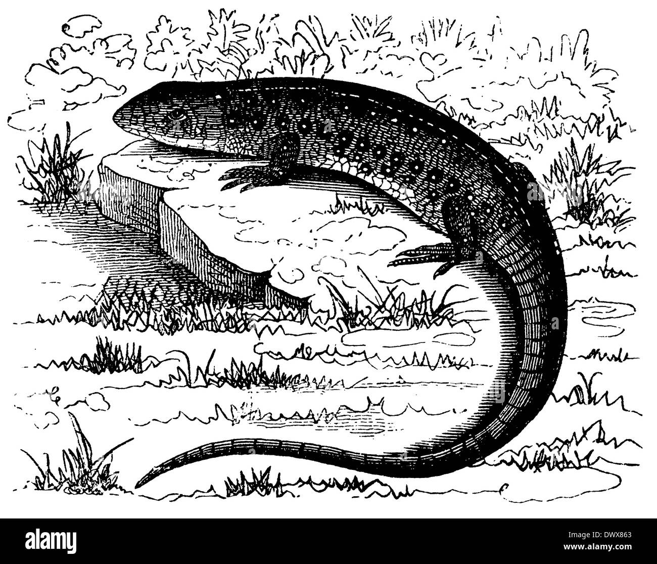 Lizard drawing hi-res stock photography and images - Alamy