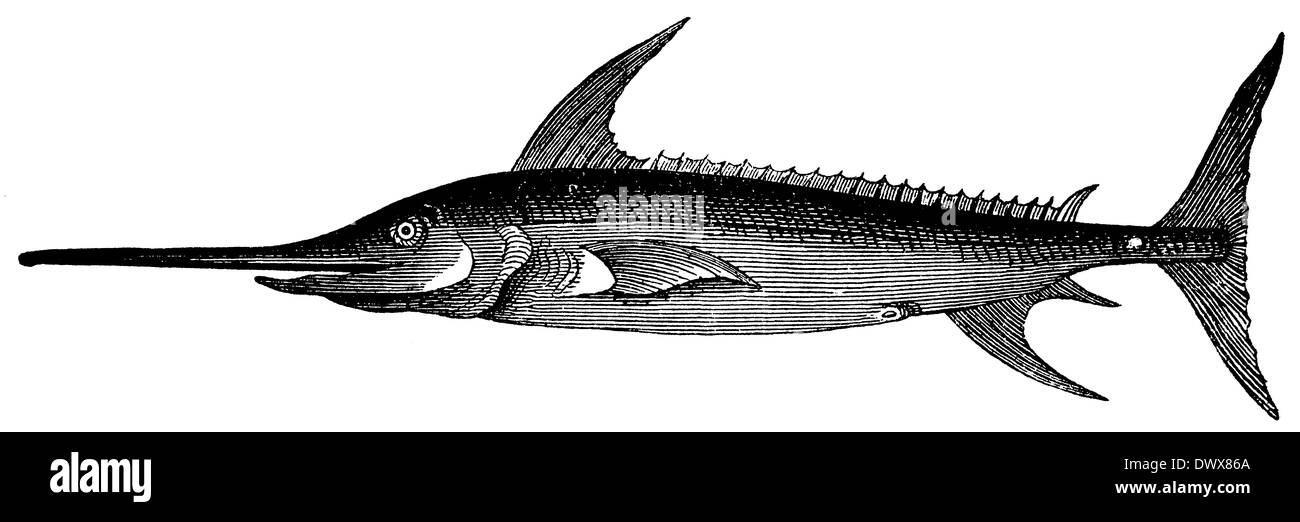 Black swordfish Black and White Stock Photos & Images - Alamy
