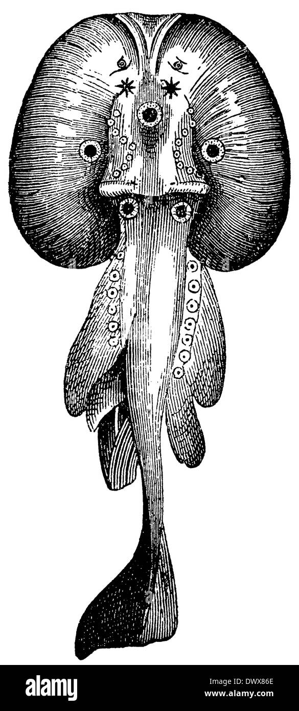 Ray illustration Black and White Stock Photos & Images - Alamy