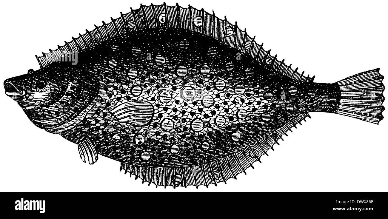 Plaice illustration hi-res stock photography and images - Alamy