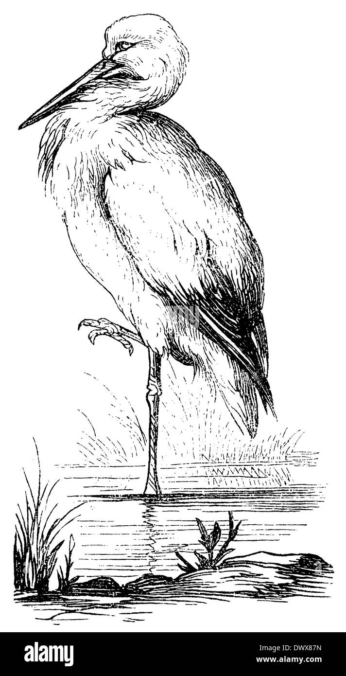 Stork bird drawing hi-res stock photography and images - Alamy