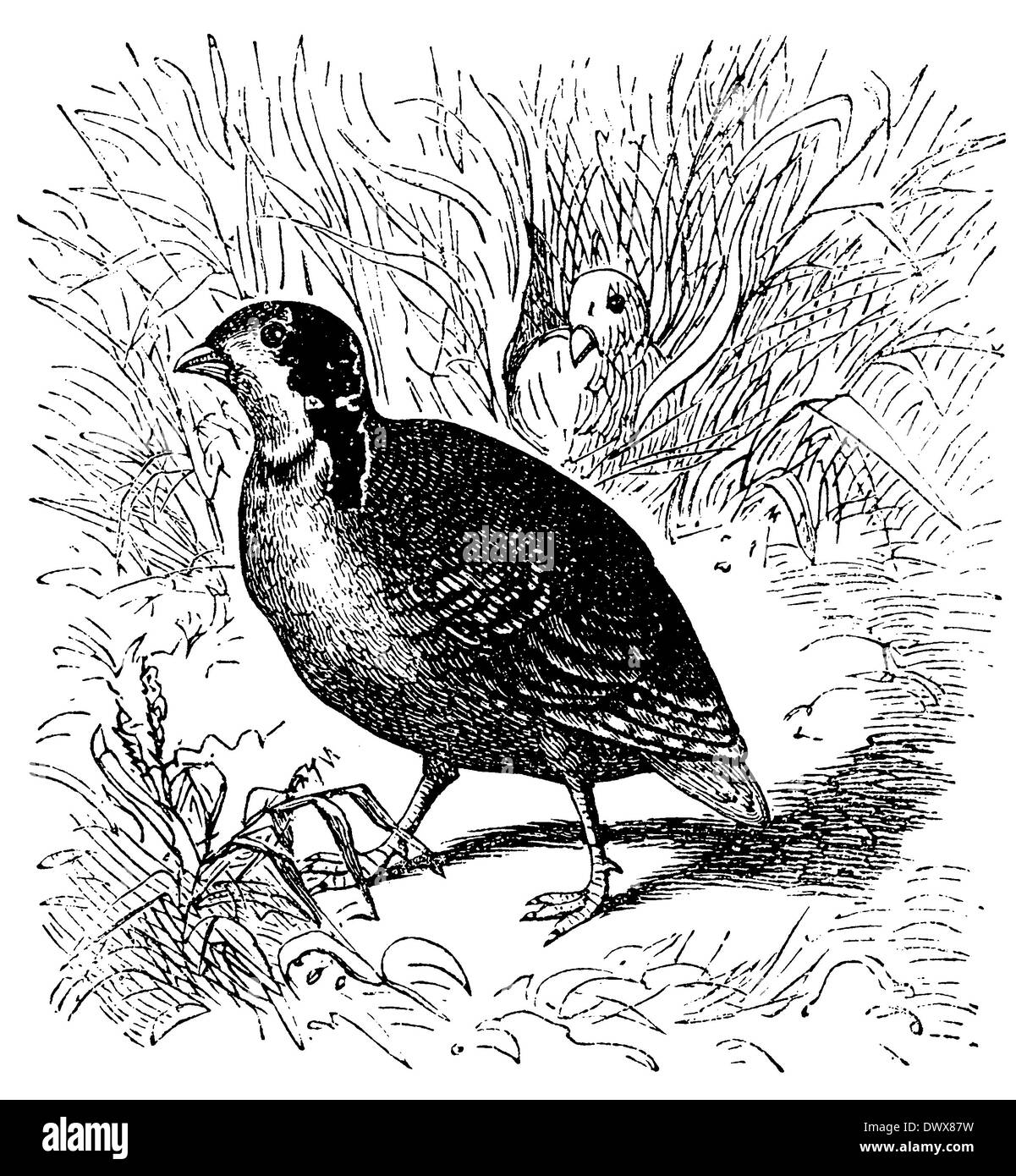 Quail drawing hi-res stock photography and images - Alamy