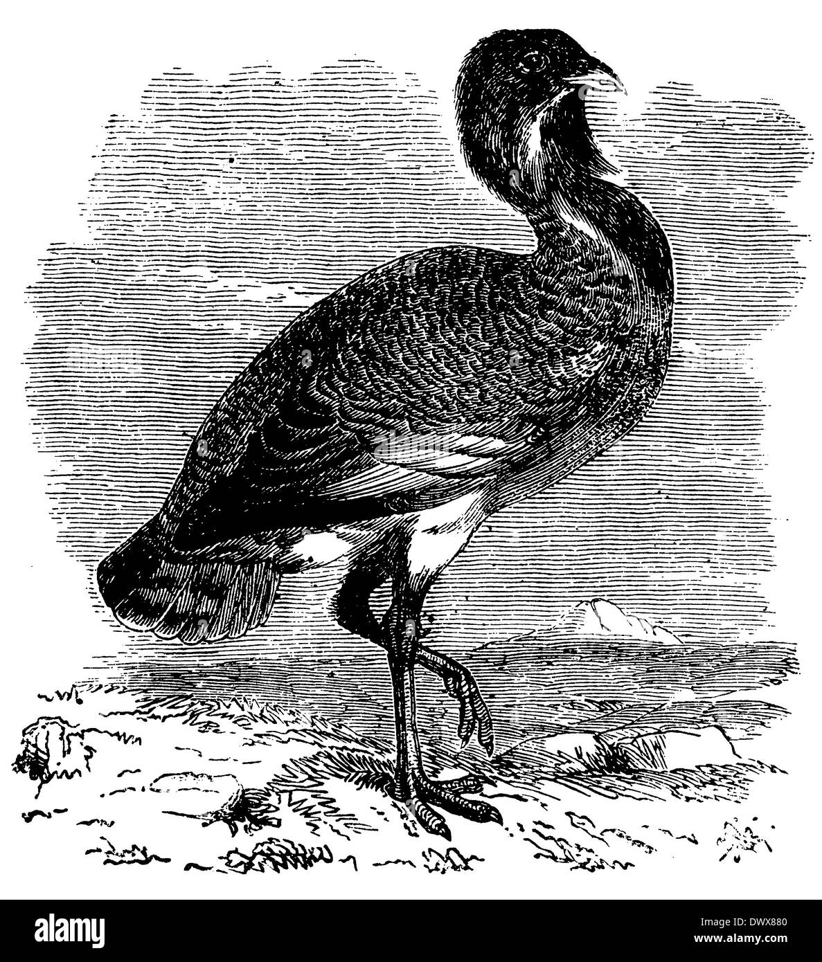 Bustard illustration hi-res stock photography and images - Alamy