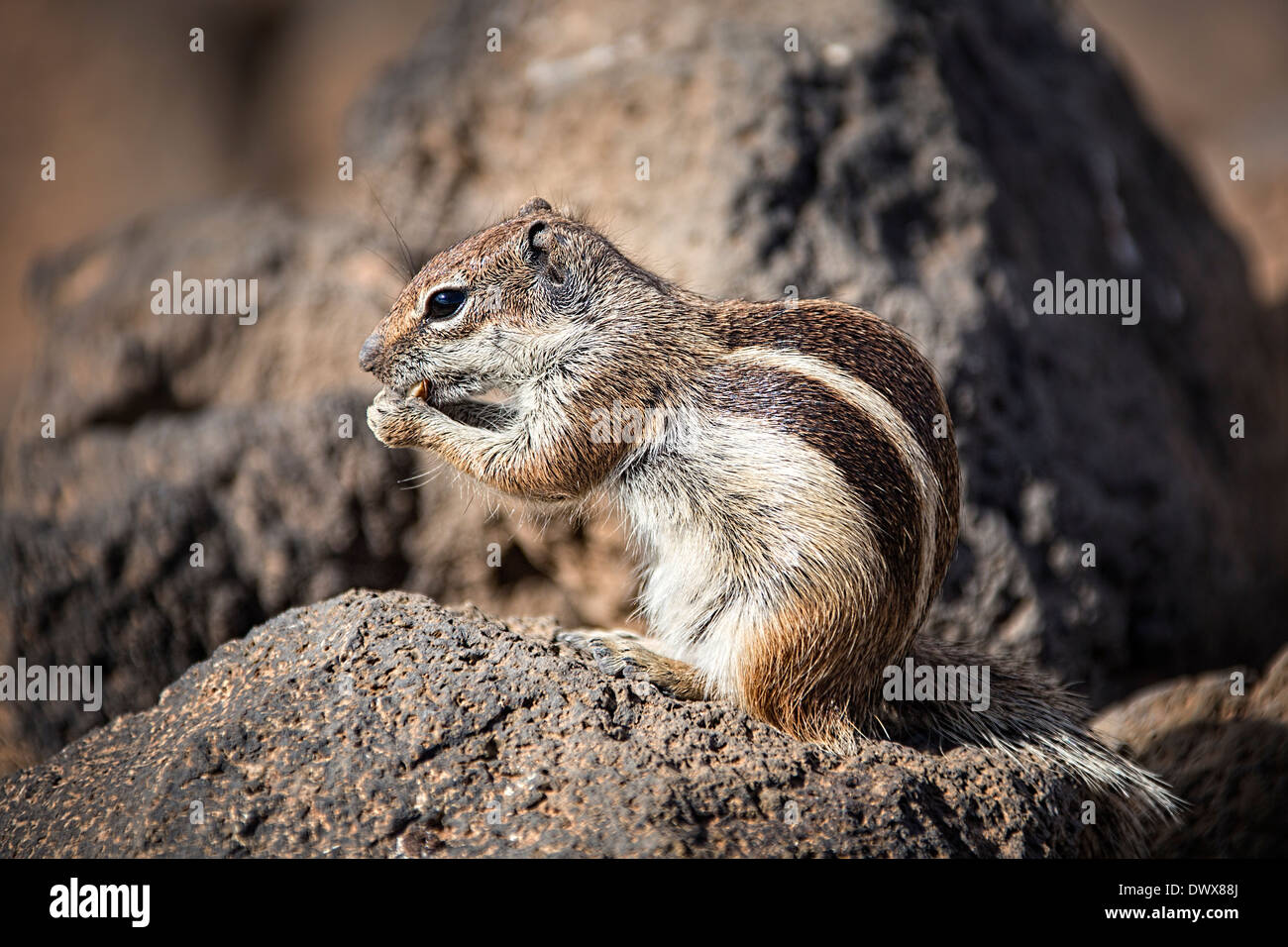 Chipmunk eating a nut Stock Photo - Alamy