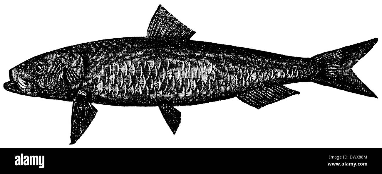 Anchovy illustration hi-res stock photography and images - Alamy