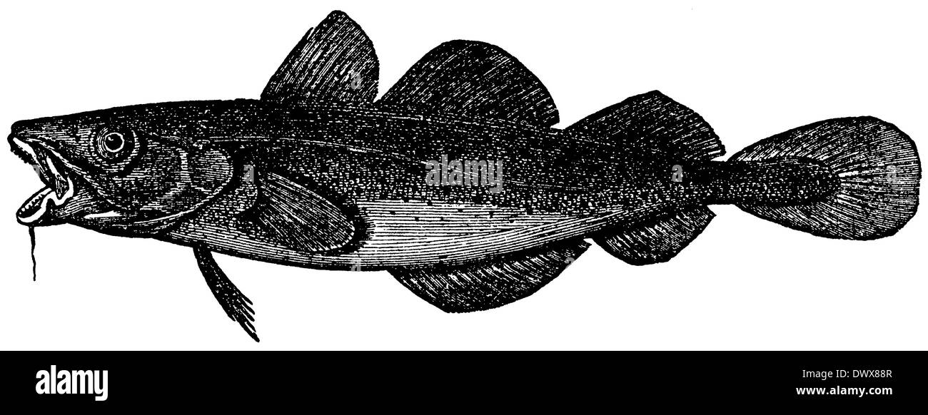 Cod fish illustration hi-res stock photography and images - Alamy