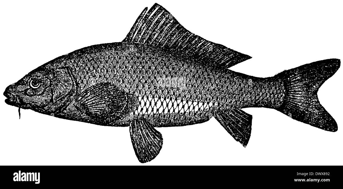 Carp fish illustration drawing engraving Cut Out Stock Images ...