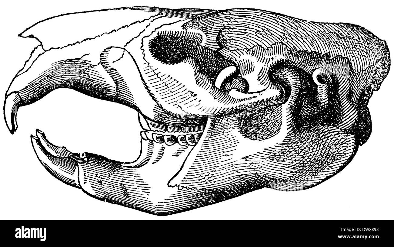 Squirrel Skull Drawing