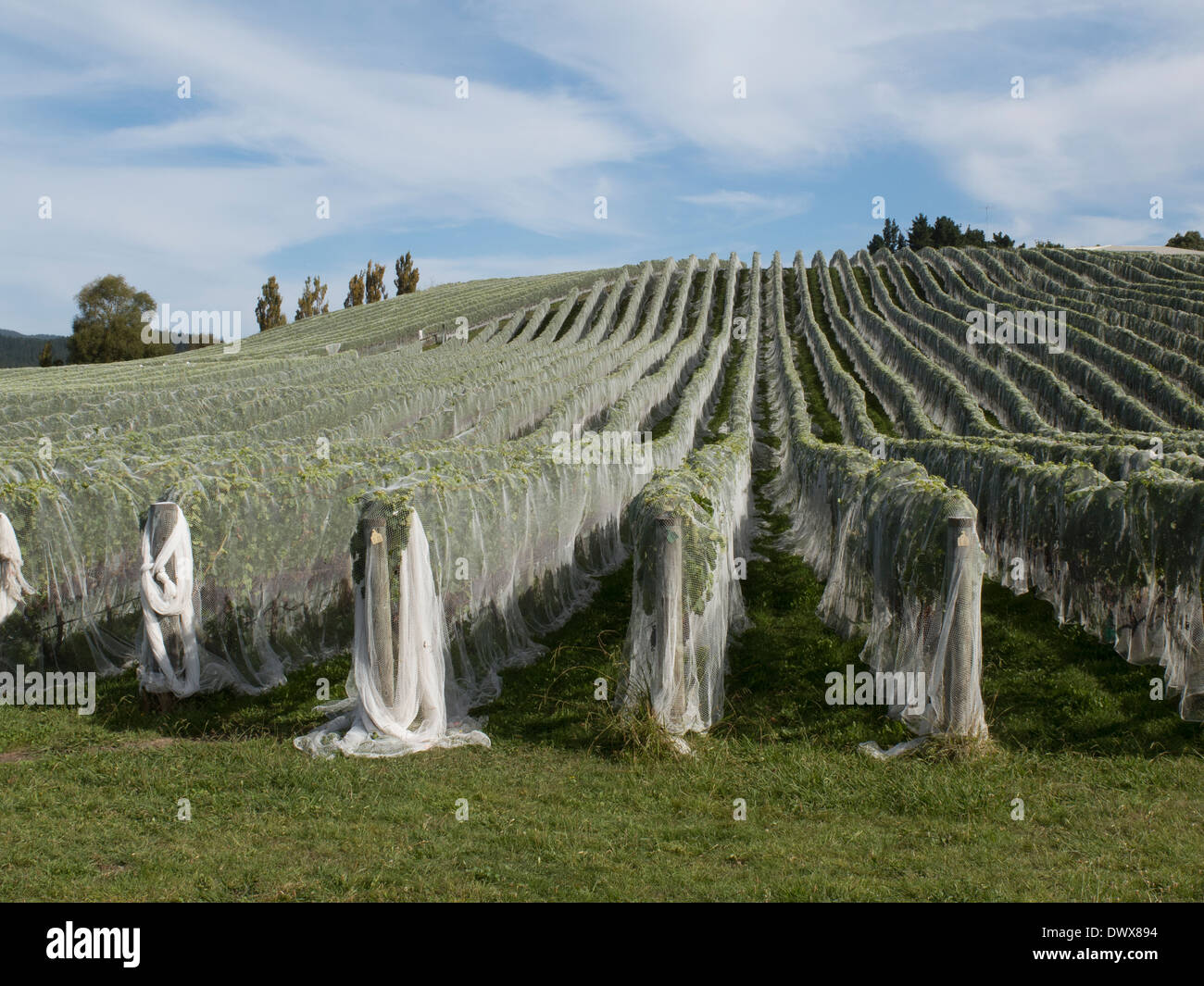 Grape vine protection plastic netting hi-res stock photography and ...