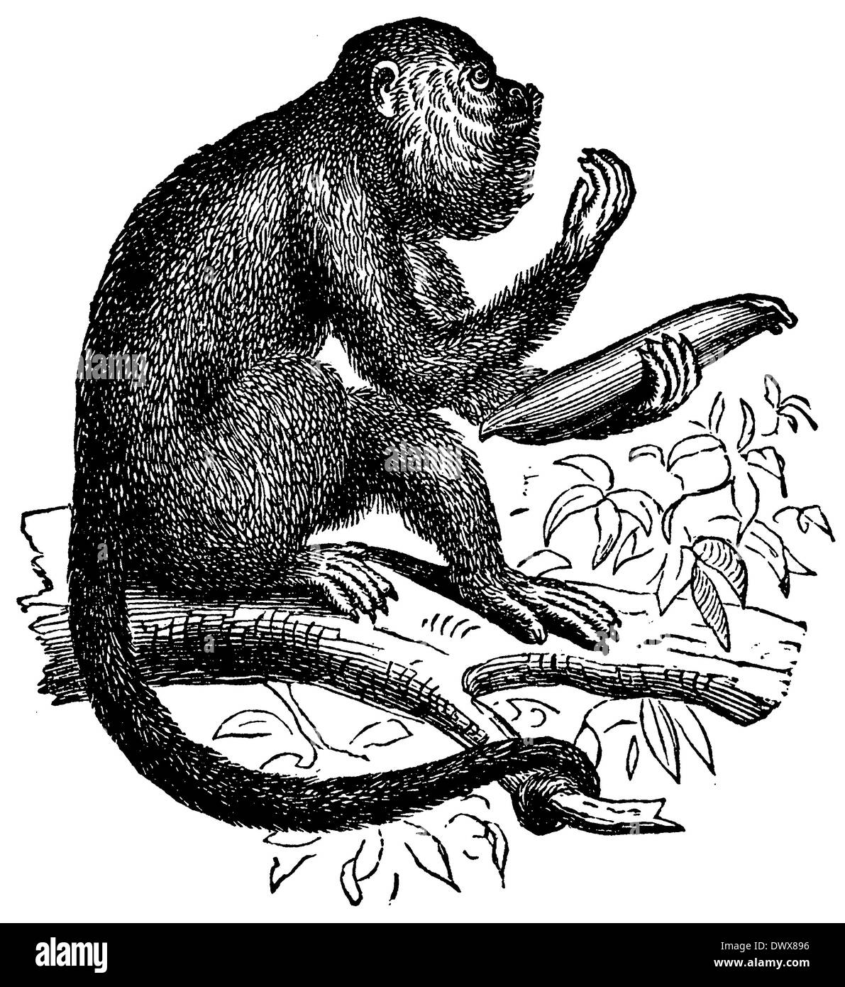 Black howler monkey illustration hi-res stock photography and images ...