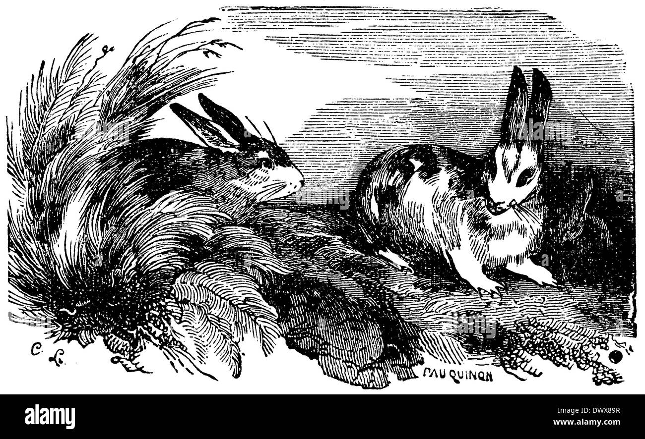 Vintage rabbit drawing hi-res stock photography and images - Alamy
