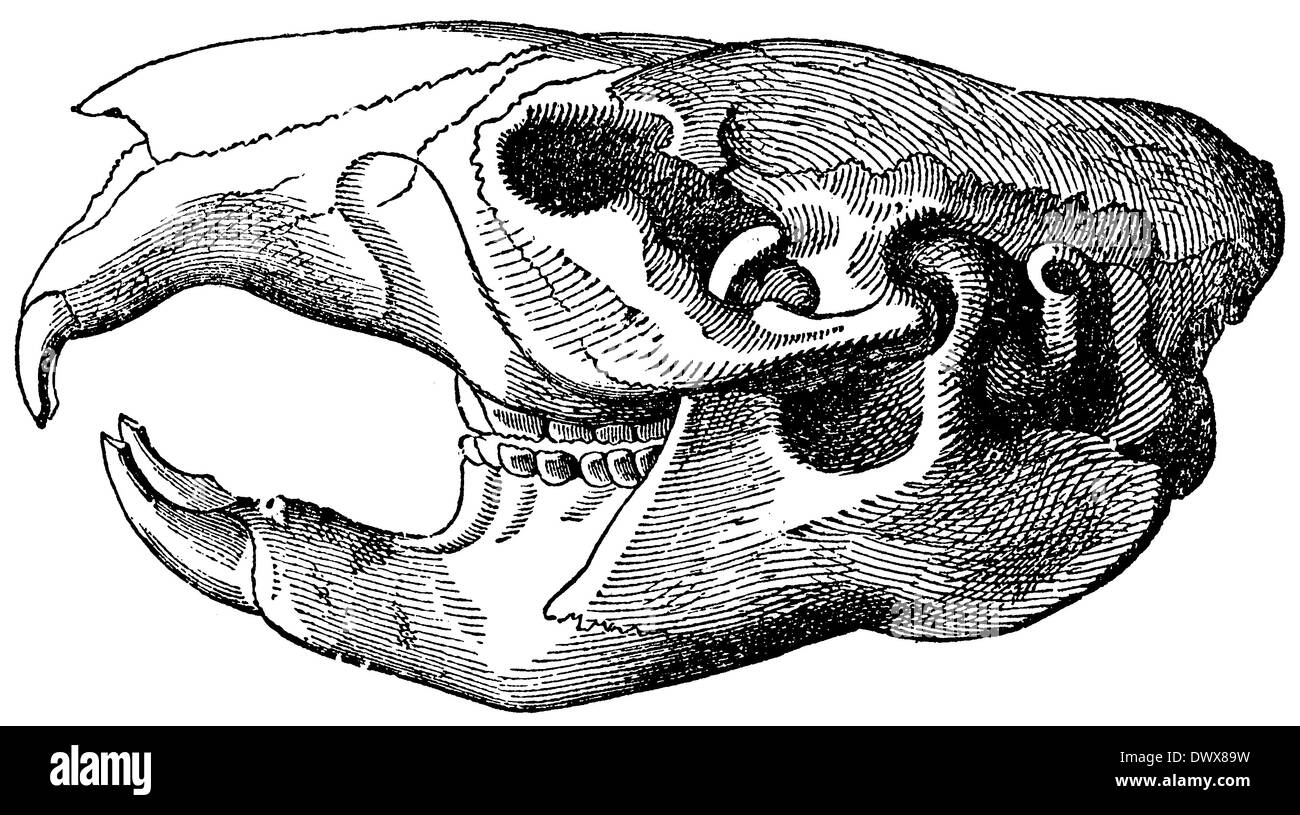 Beaver skull hi-res stock photography and images - Alamy