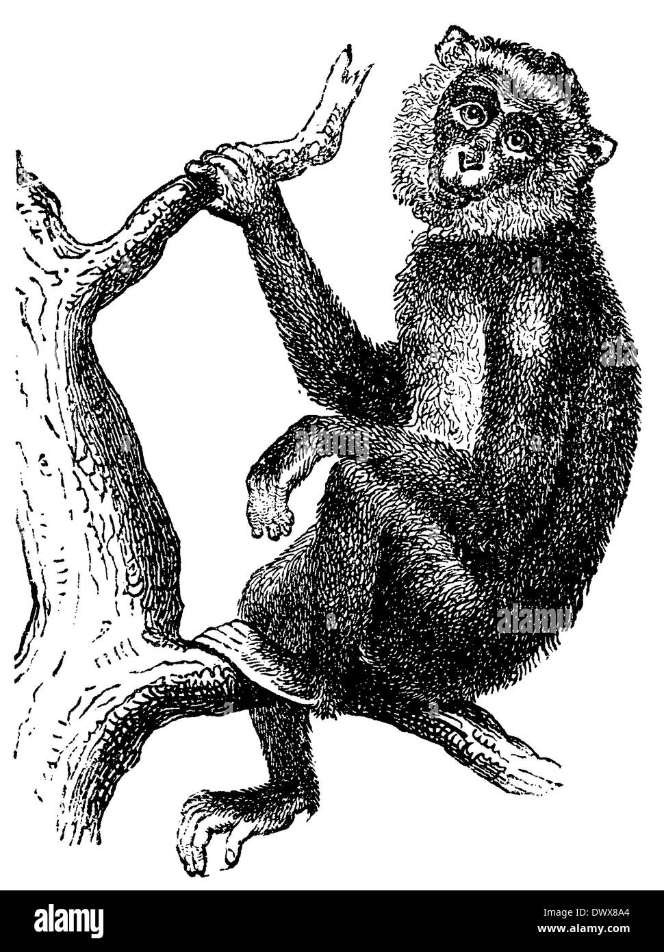 Ape drawing hi-res stock photography and images - Alamy