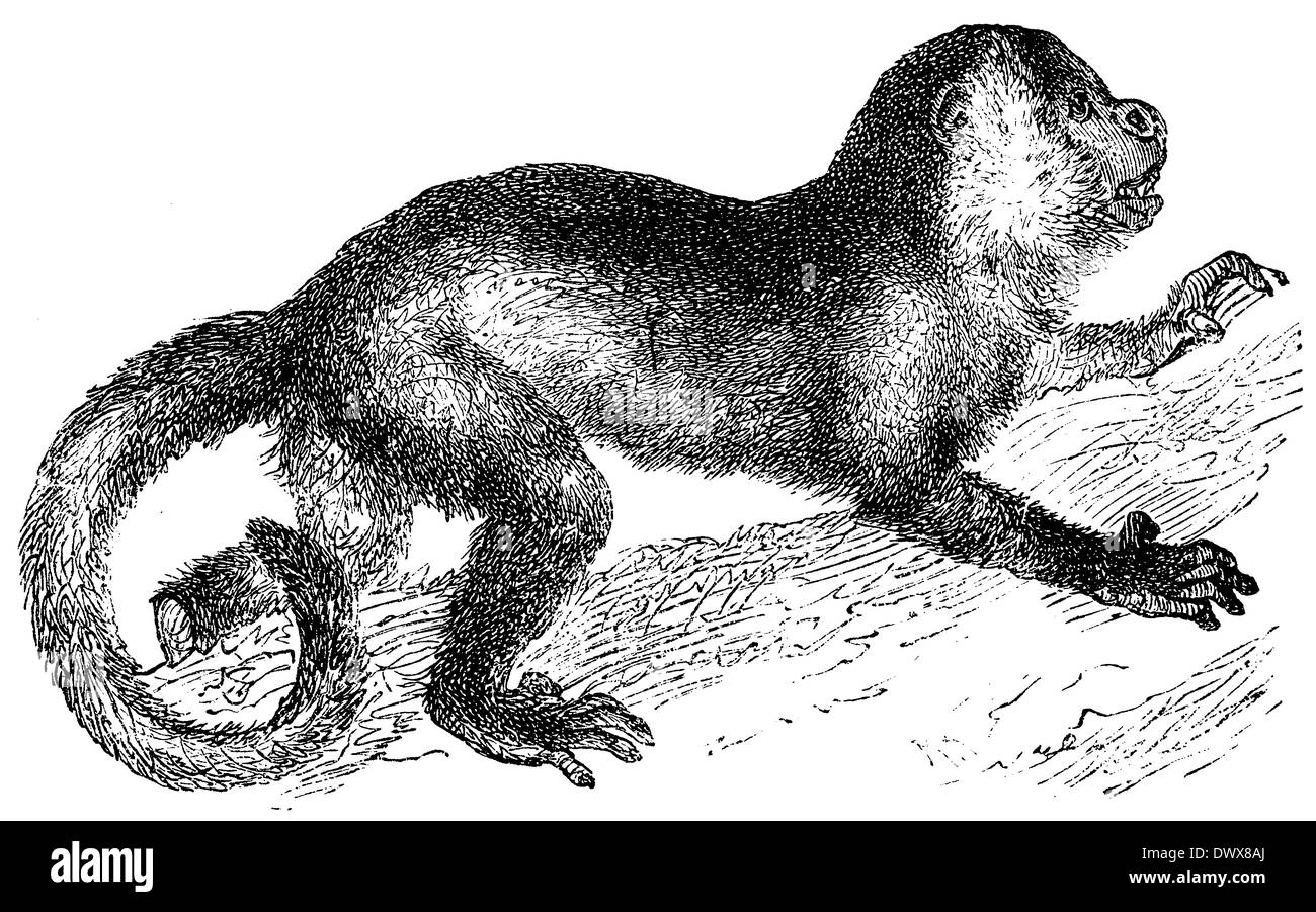 Weeper capuchin. Wedge-capped capuchin Stock Photo - Alamy