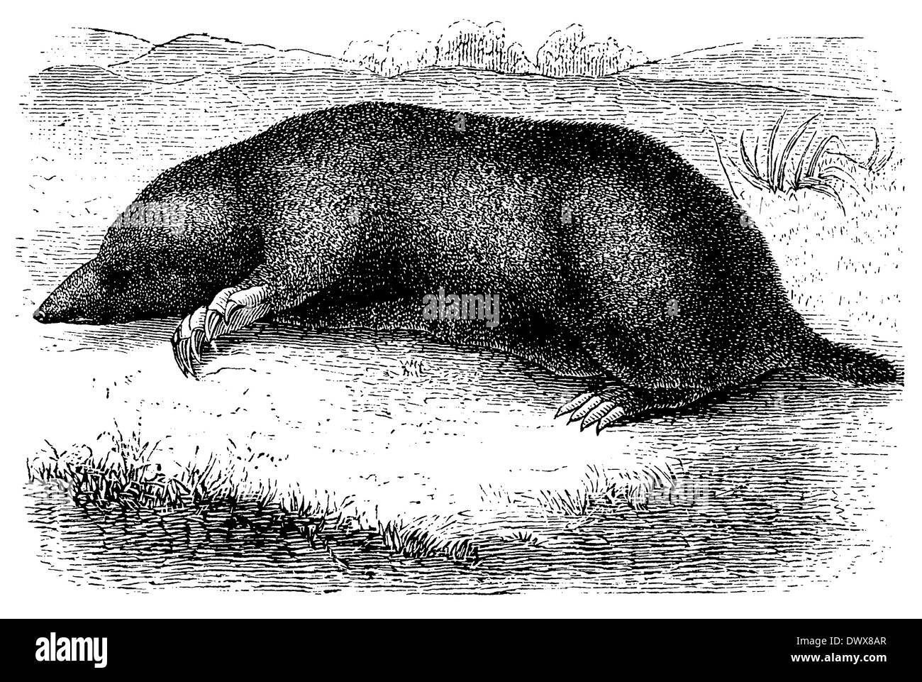 The mole graphics Cut Out Stock Images & Pictures - Alamy