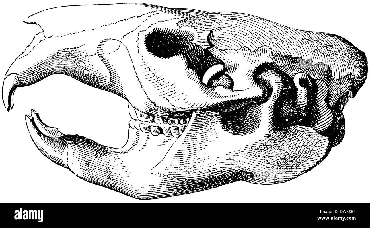 Beaver illustration graphic hi-res stock photography and images - Alamy