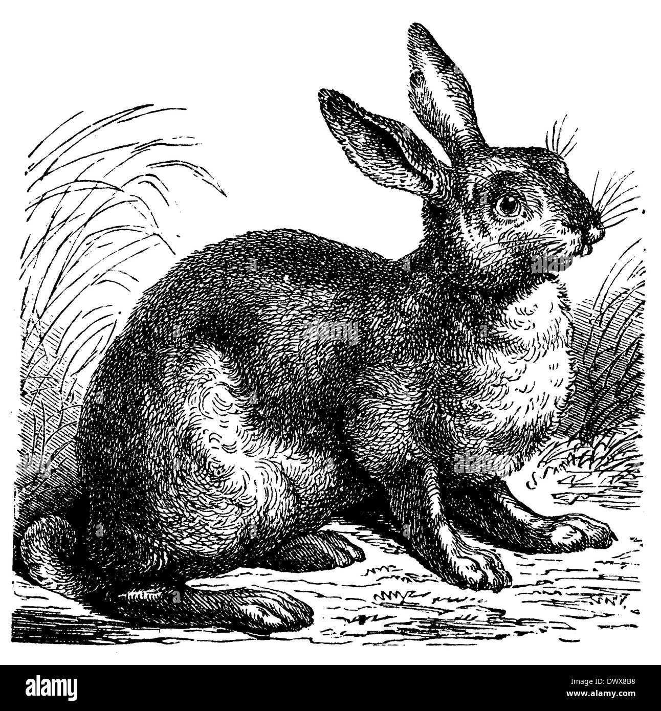 Hare drawing hi-res stock photography and images - Alamy