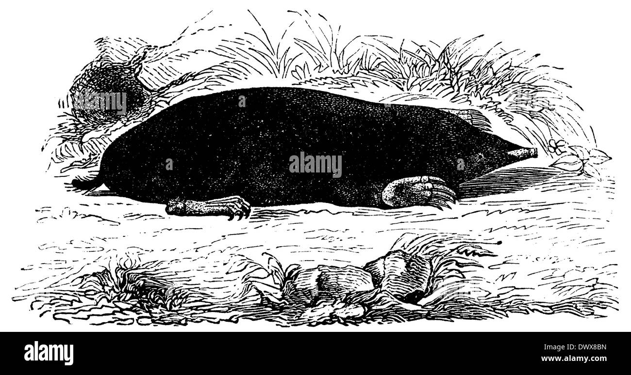 The mole graphics hi-res stock photography and images - Alamy