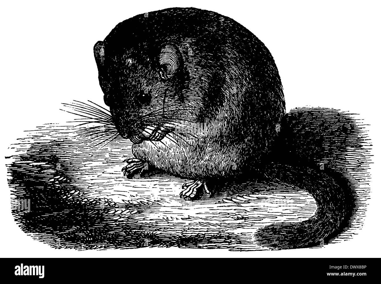 Hazel graphic Black and White Stock Photos & Images - Alamy