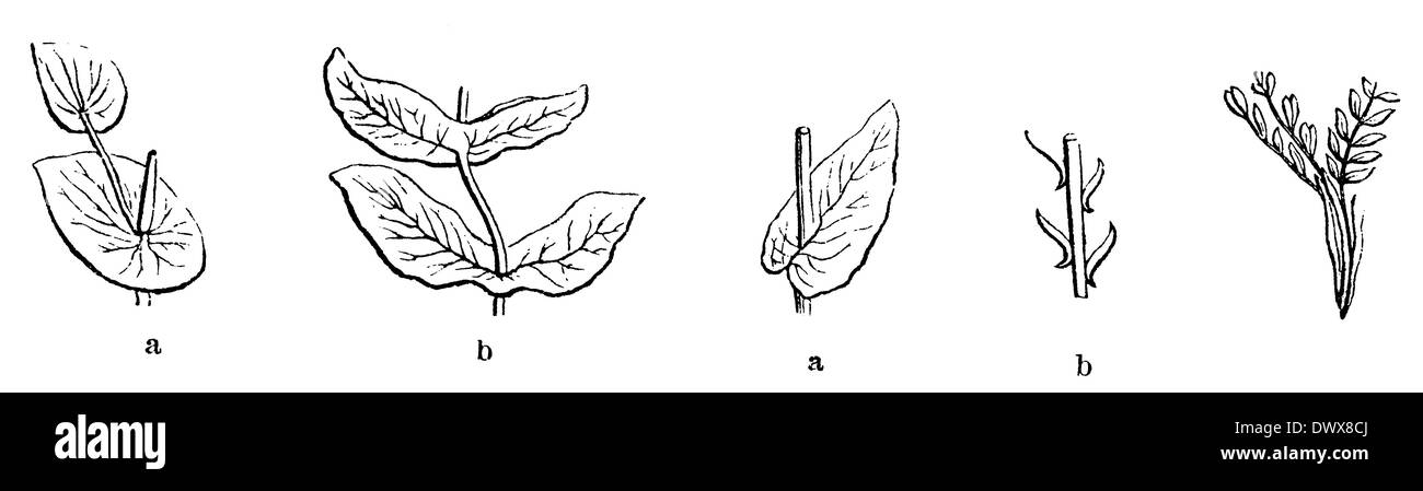 Figure line leaf plant hi-res stock photography and images - Alamy