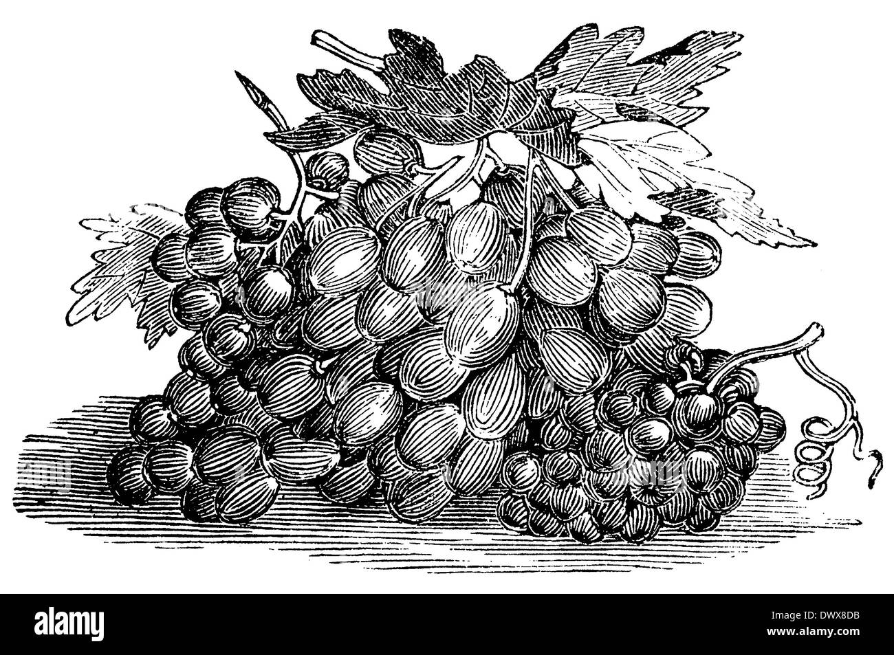 Grape botanical illustration hi-res stock photography and images - Alamy