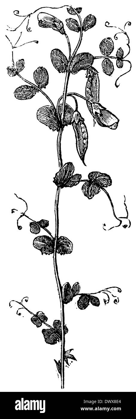 Pea plant drawing hi-res stock photography and images - Alamy