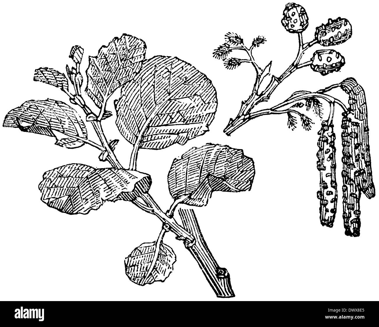 Black alder botanical drawing hi-res stock photography and images - Alamy