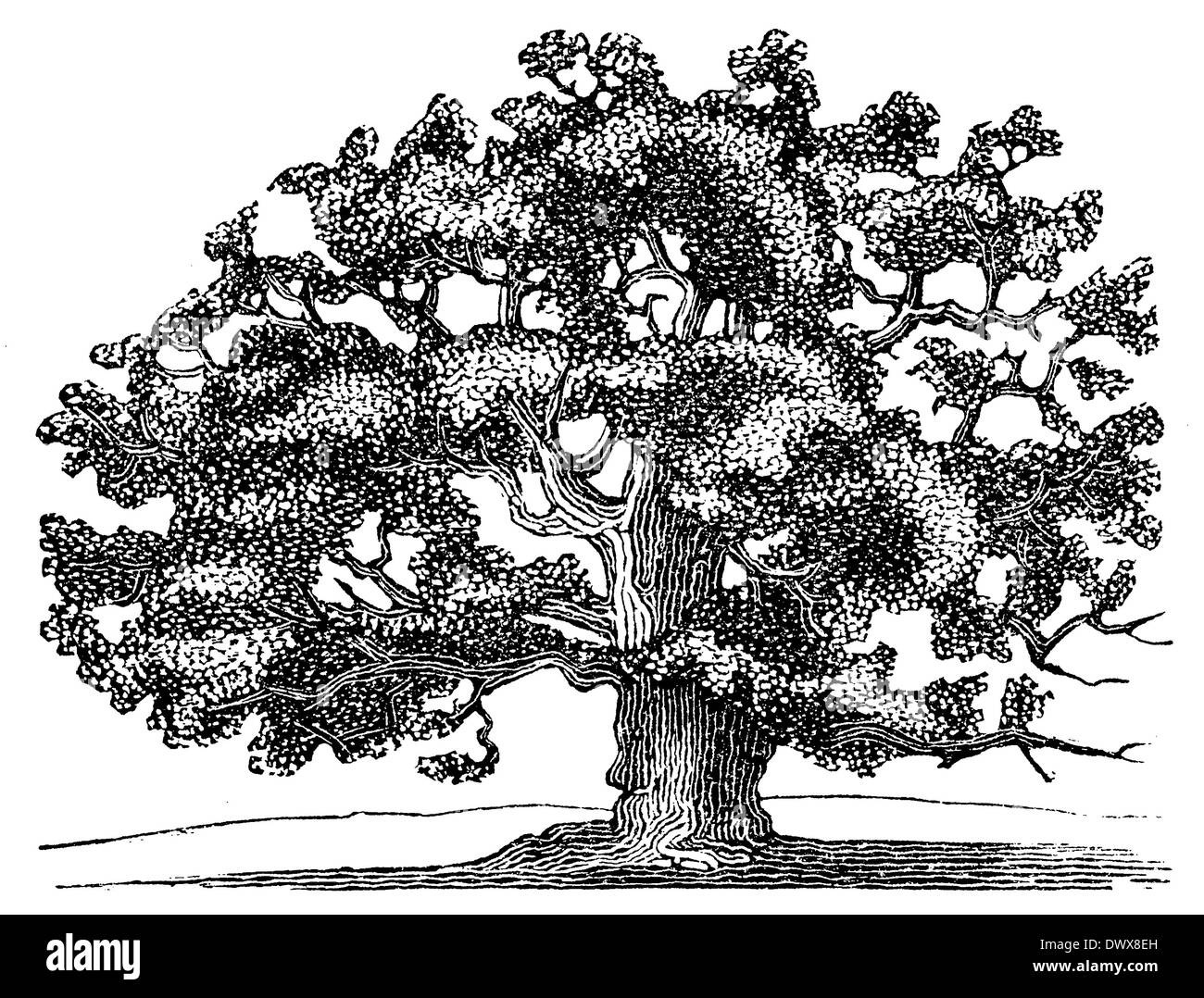 Oak tree illustration hi-res stock photography and images - Alamy