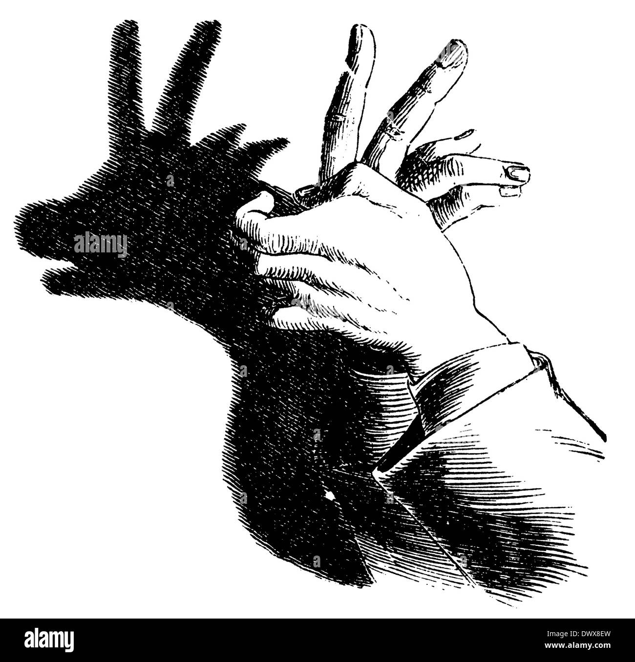 Shadow Play: Goat Stock Photo - Alamy