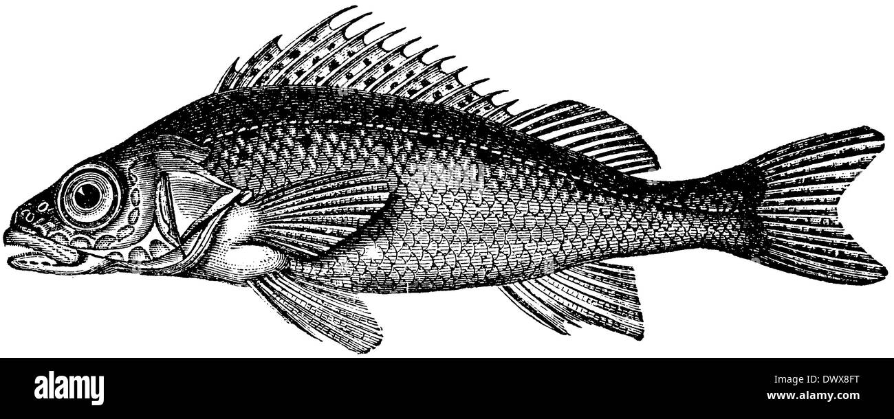 Ruffe fish hi-res stock photography and images - Alamy