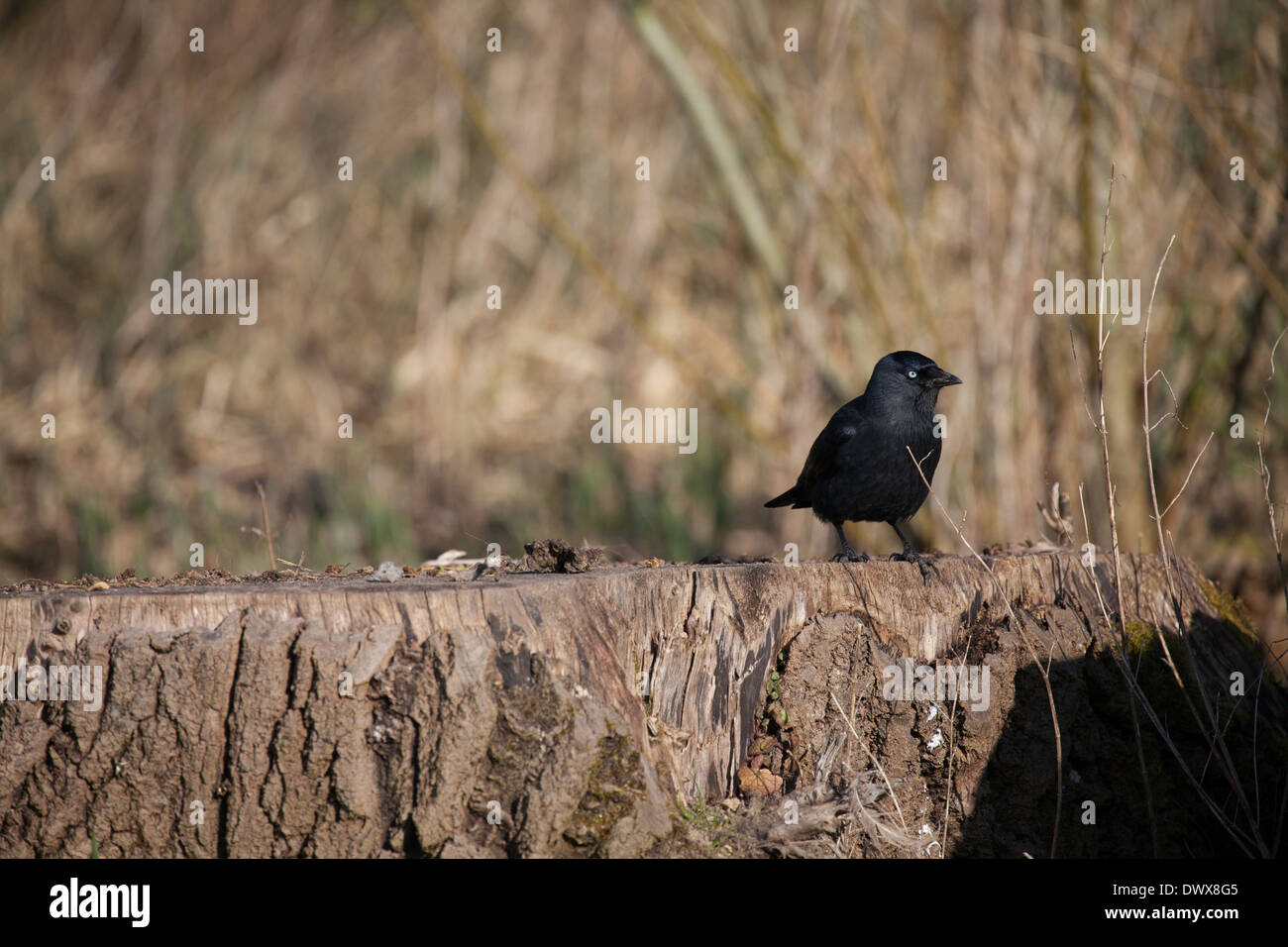 Sunshi hi-res stock photography and images - Alamy