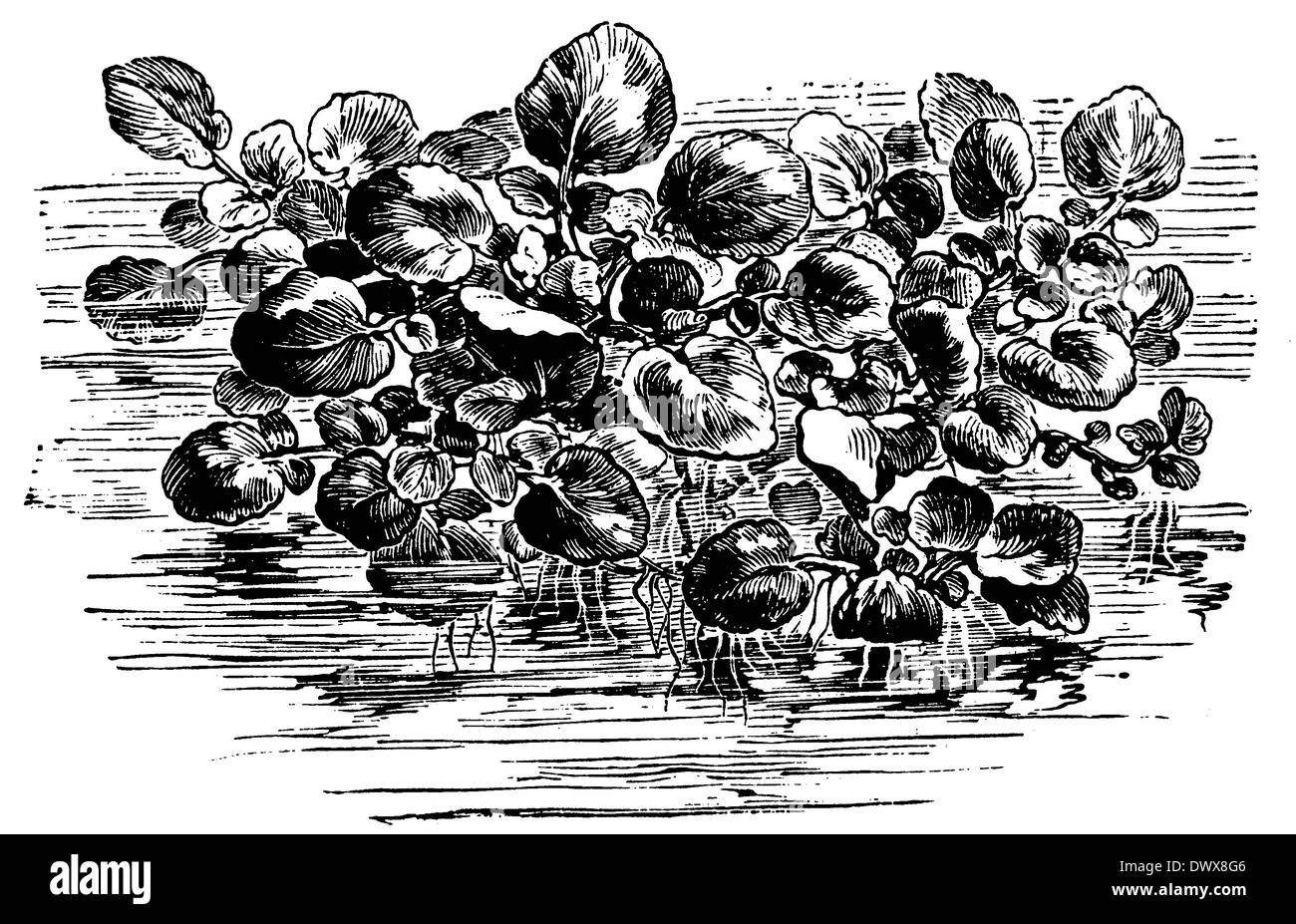 Watercress line drawing hi-res stock photography and images - Alamy