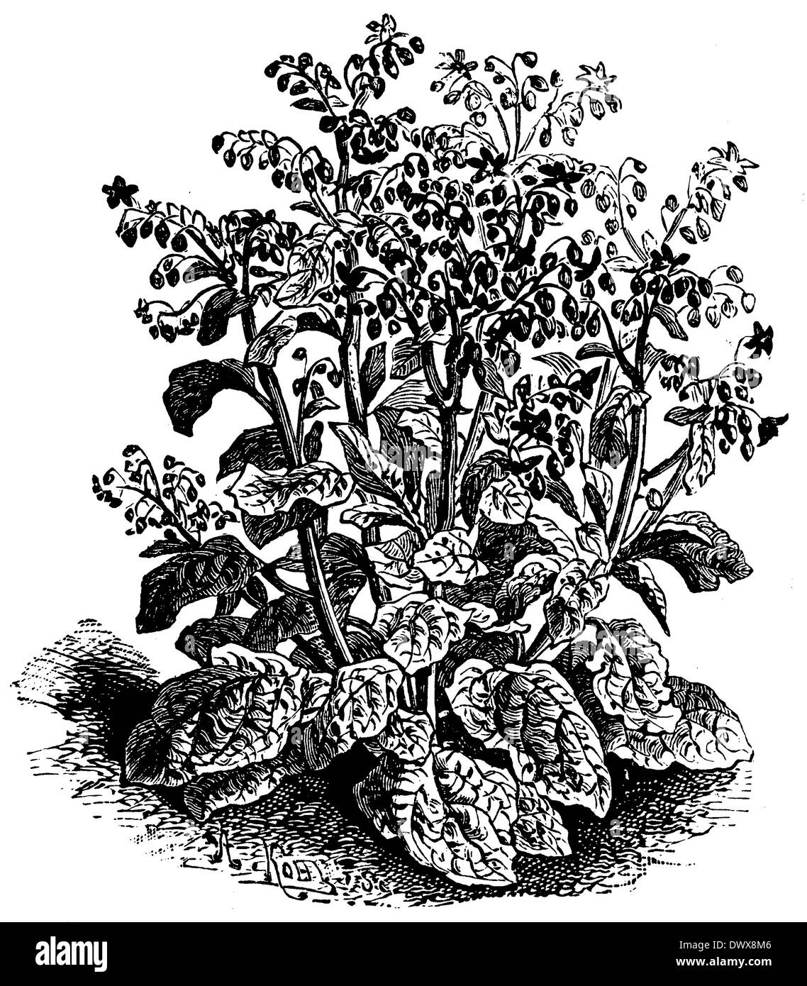 Botanical illustration borage hi-res stock photography and images - Alamy