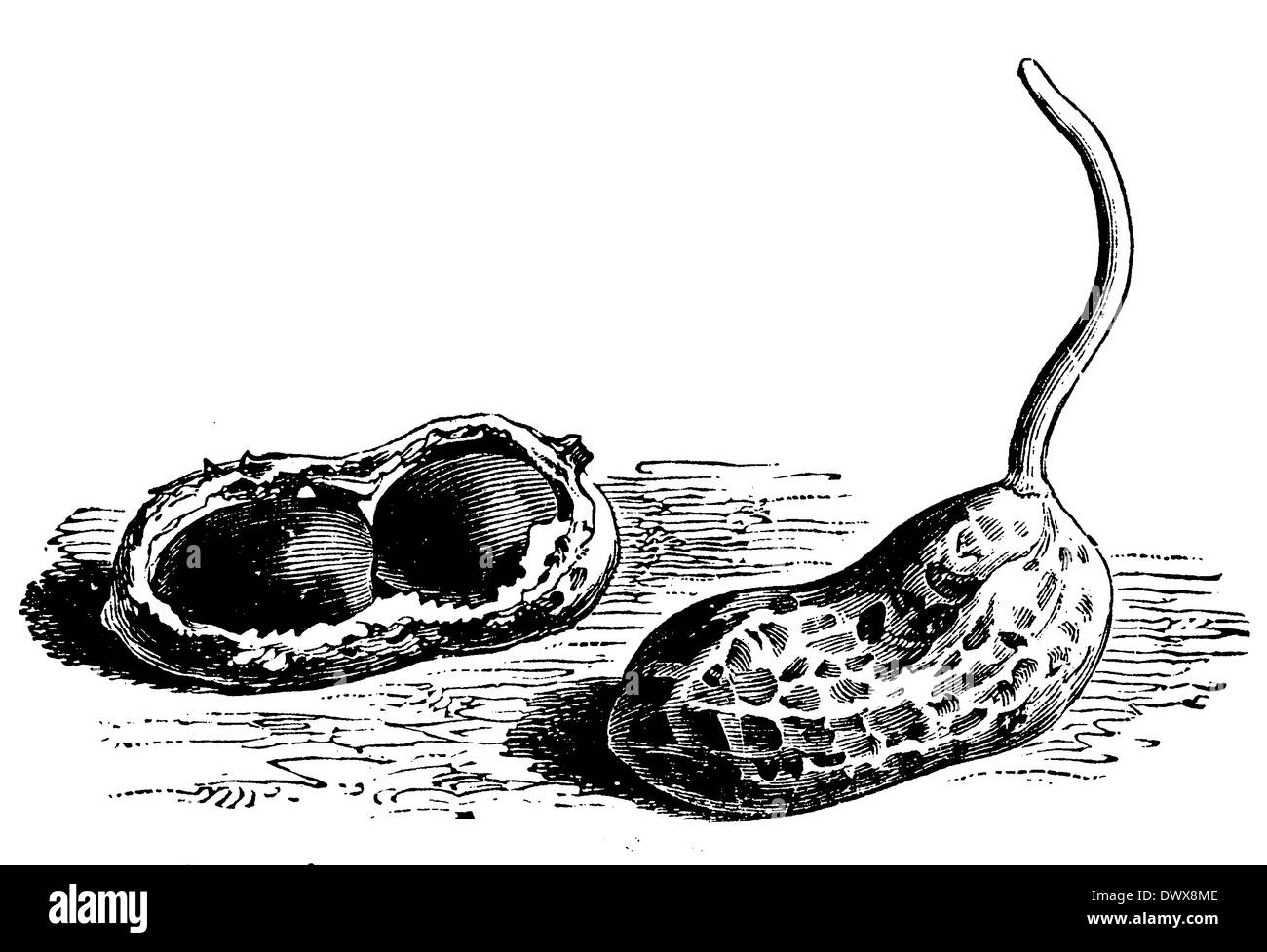 Peanut illustration vintage Black and White Stock Photos & Images - Alamy