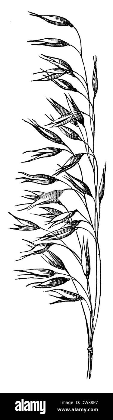 Drawing oats Cut Out Stock Images & Pictures - Alamy
