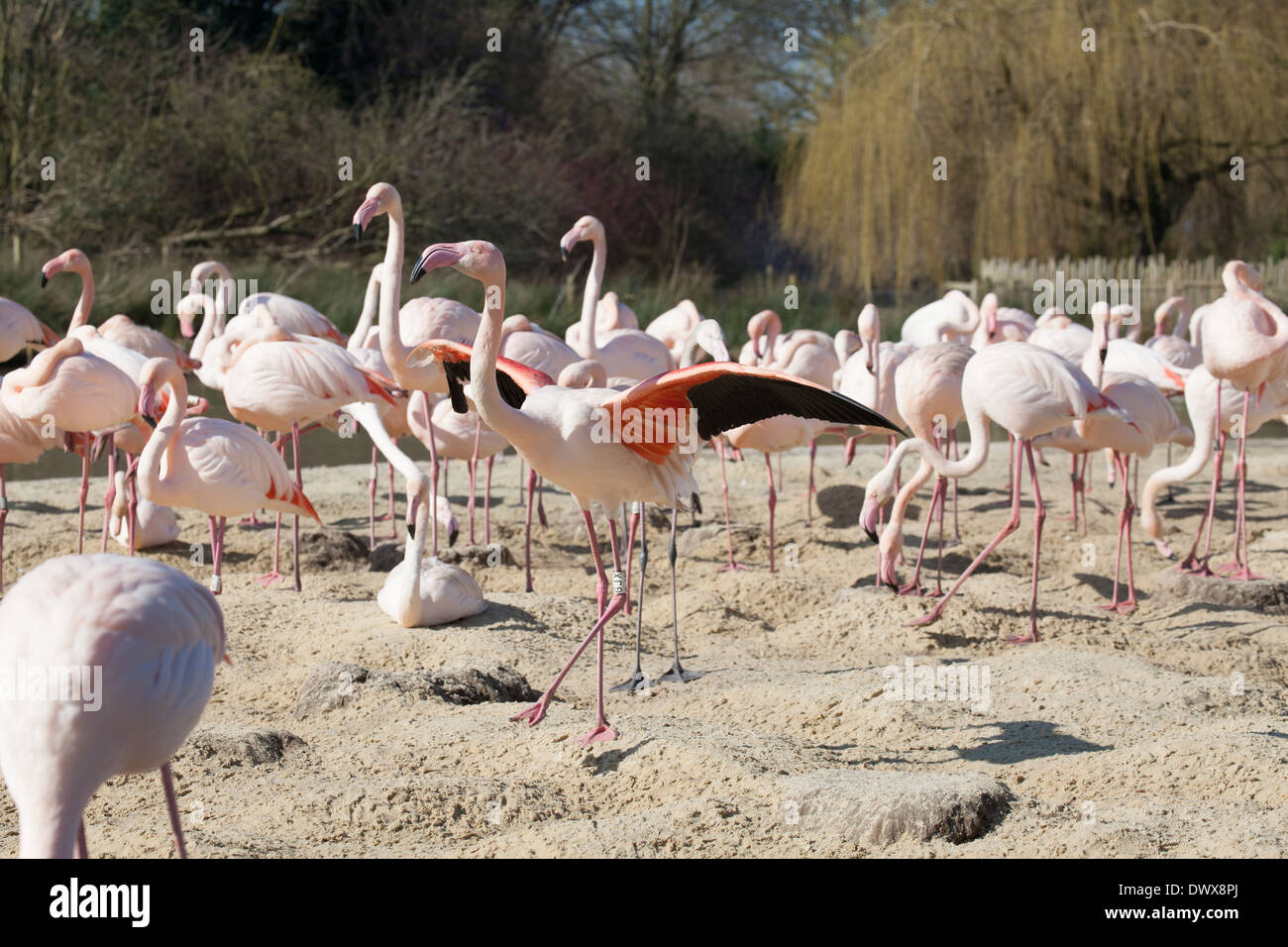 phoenicopterus ruber greater flamingos at slimbridge england Stock ...