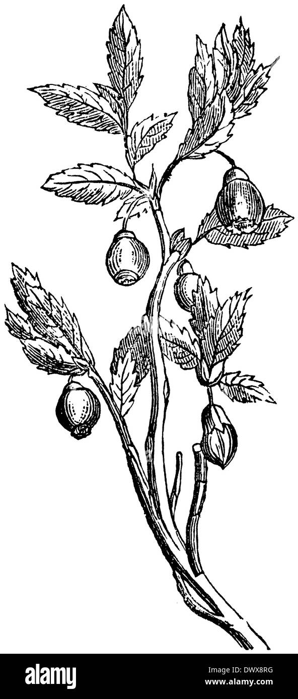 Botanical drawing blueberry hi-res stock photography and images - Alamy