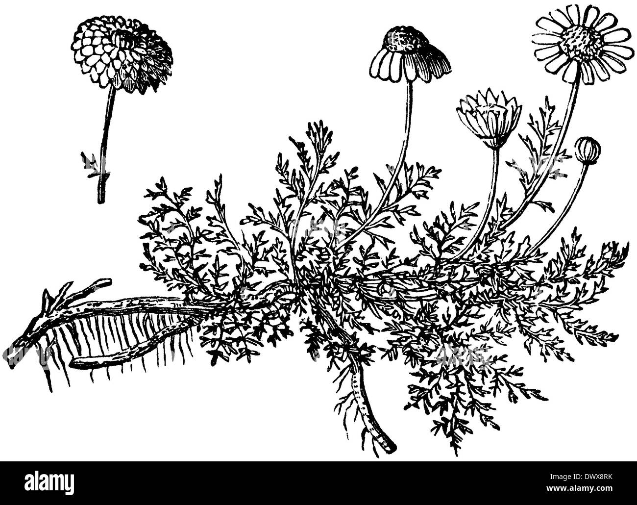 Botanical drawing chamomile hi-res stock photography and images - Alamy