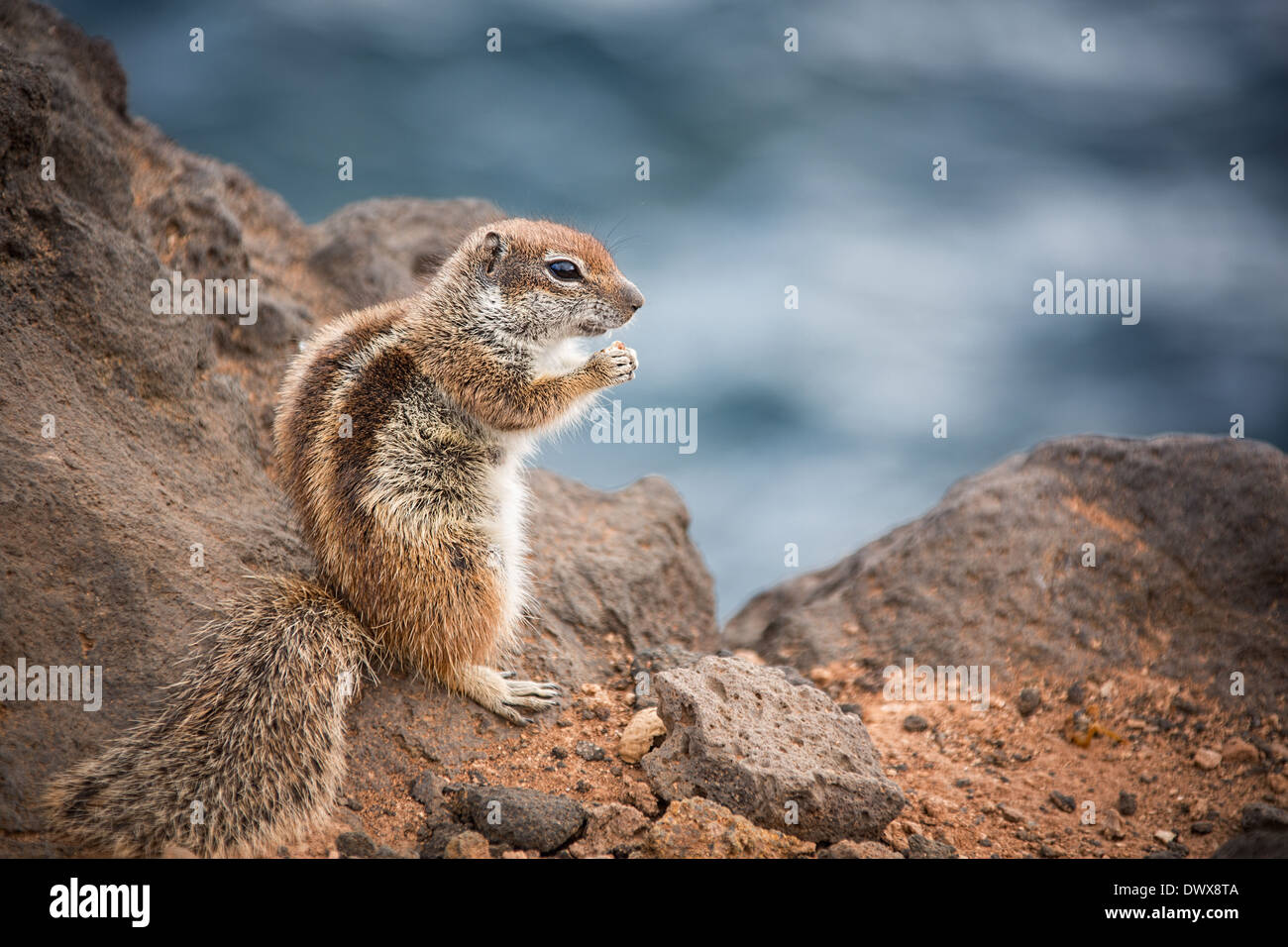 Chipmunk eating nuts Stock Photo - Alamy