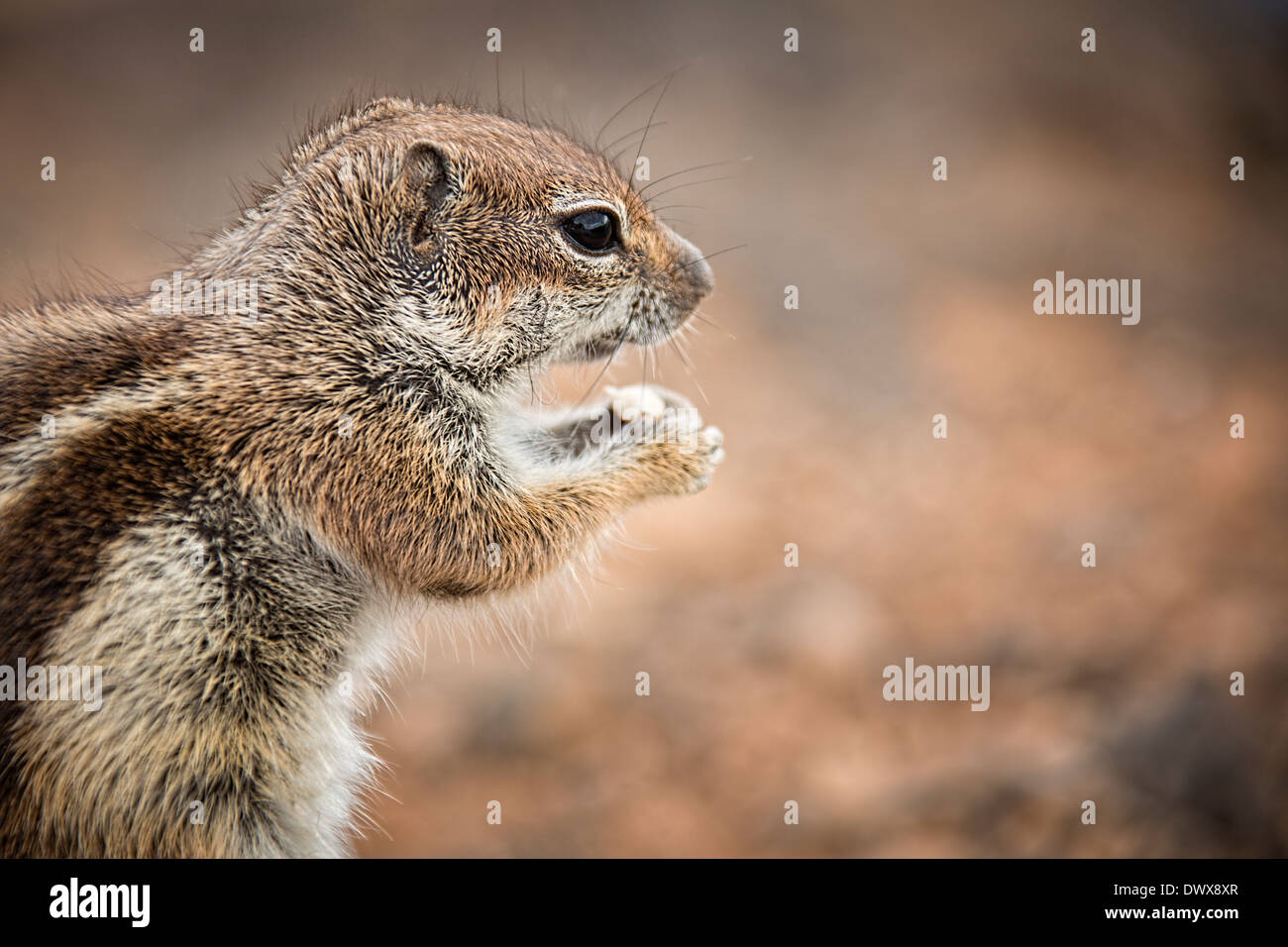 Chipmunk eating nuts Stock Photo - Alamy
