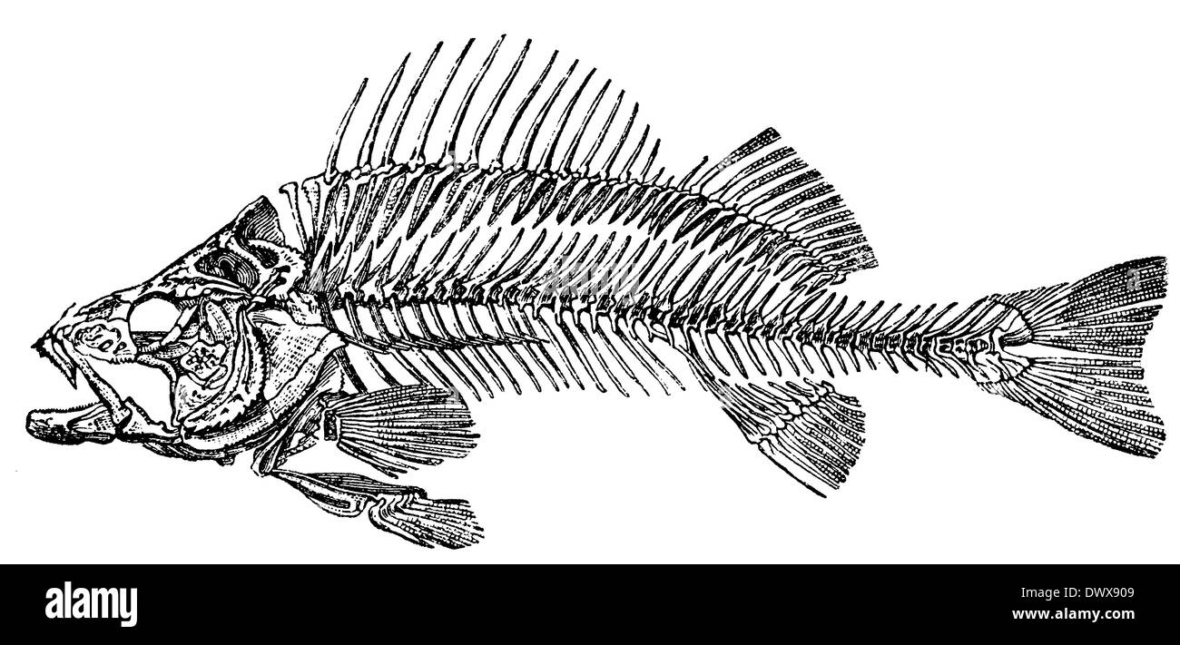 Perch skeleton Black and White Stock Photos & Images - Alamy
