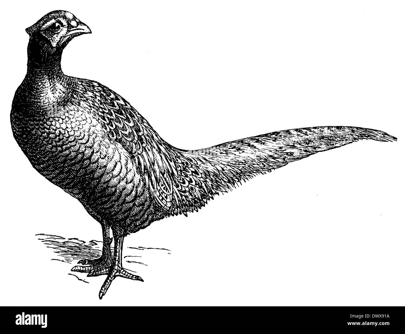 Line drawing pheasant hi-res stock photography and images - Alamy
