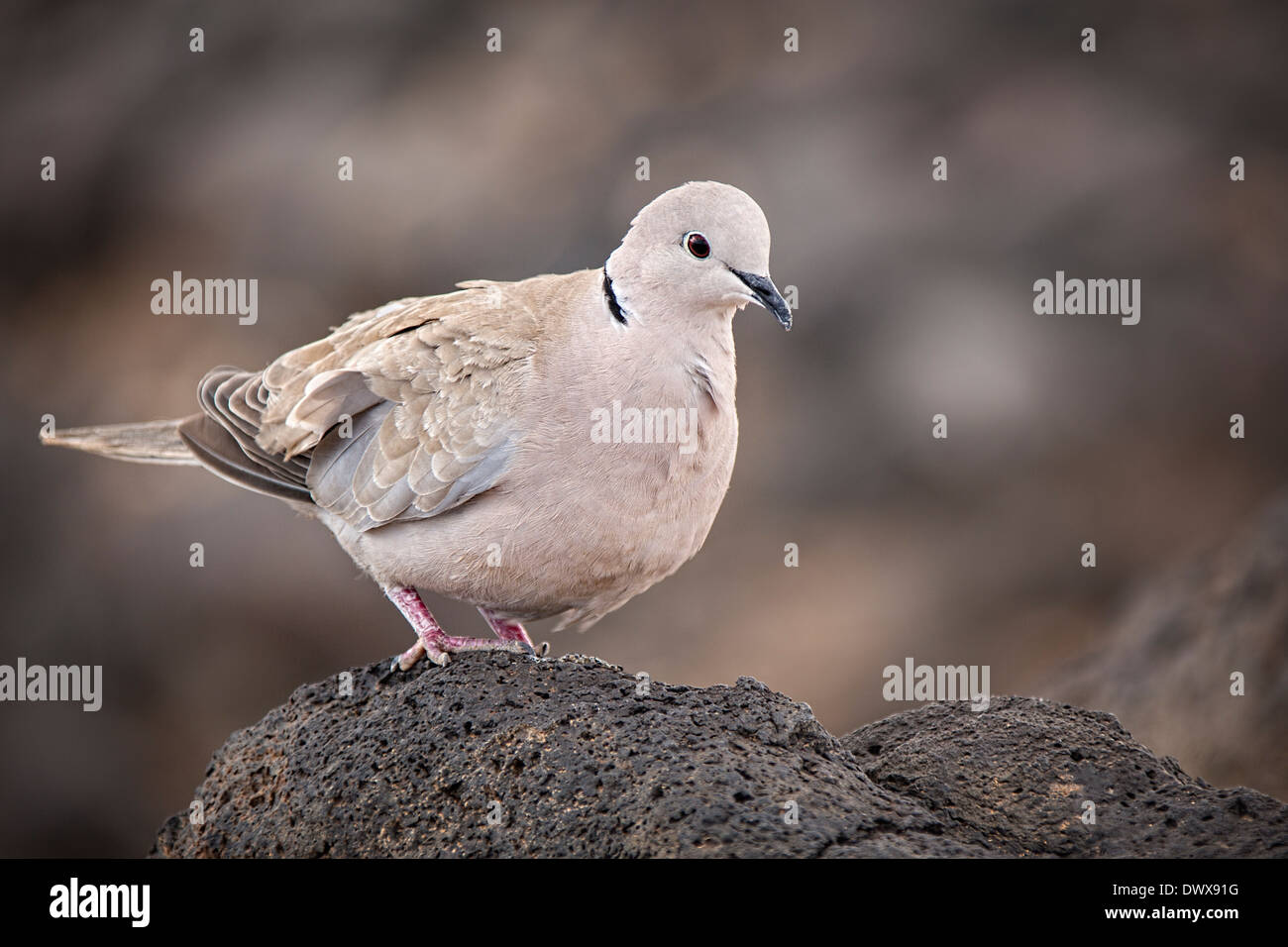 Collared dove bird hi-res stock photography and images - Alamy