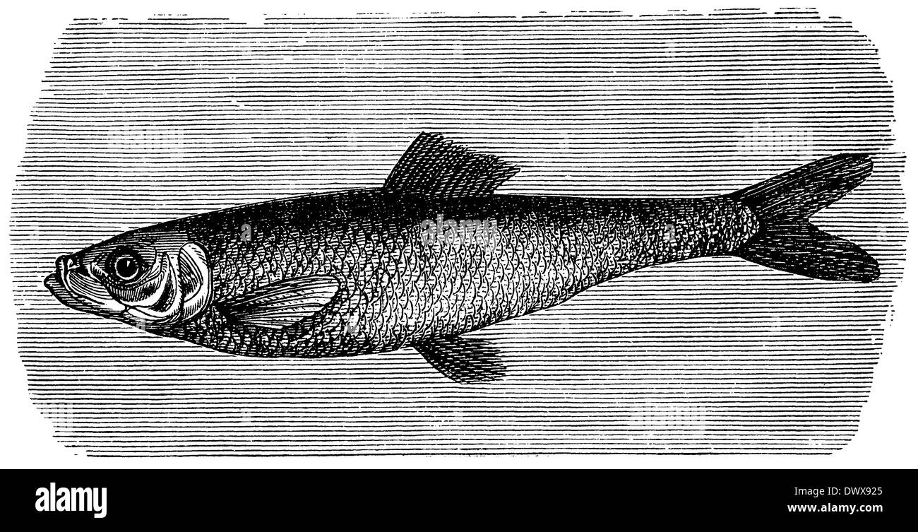 Herring fish drawing hi-res stock photography and images - Alamy