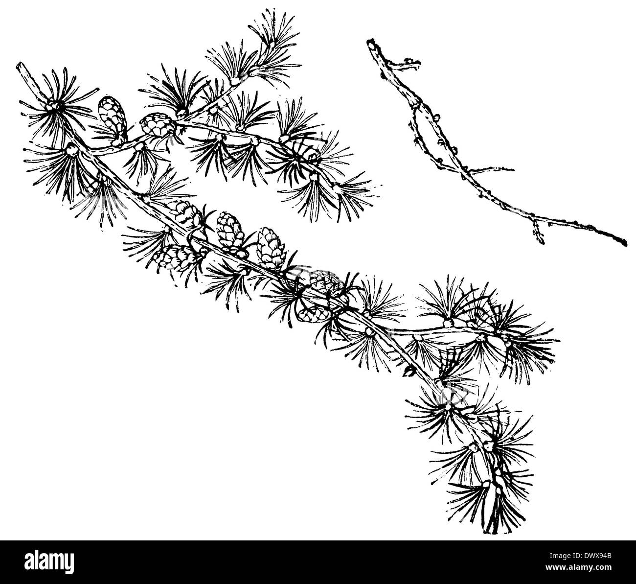 Larch botanical illustration hi-res stock photography and images - Alamy