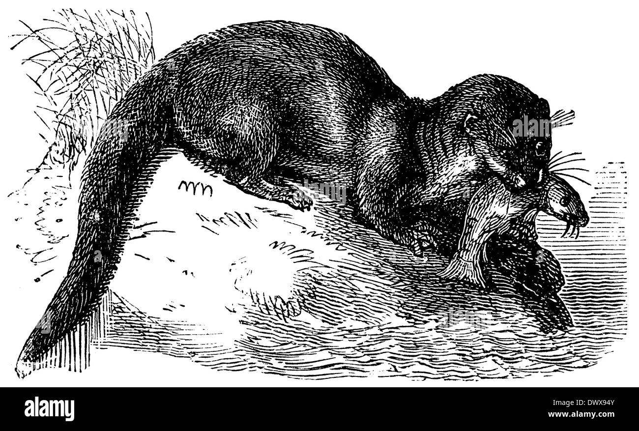 Black and white otter hi-res stock photography and images - Alamy