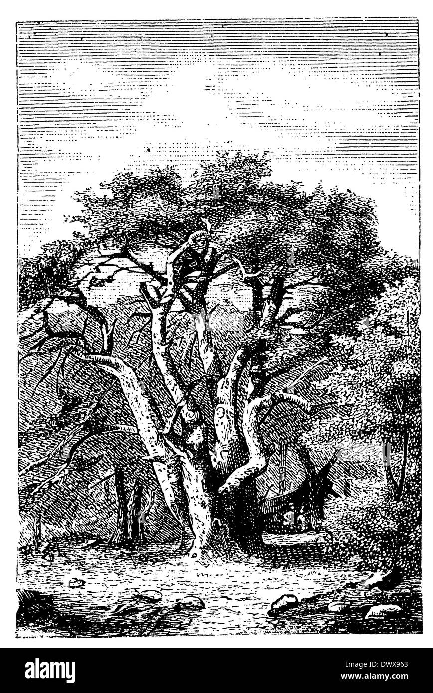 Cedar drawing hi-res stock photography and images - Alamy
