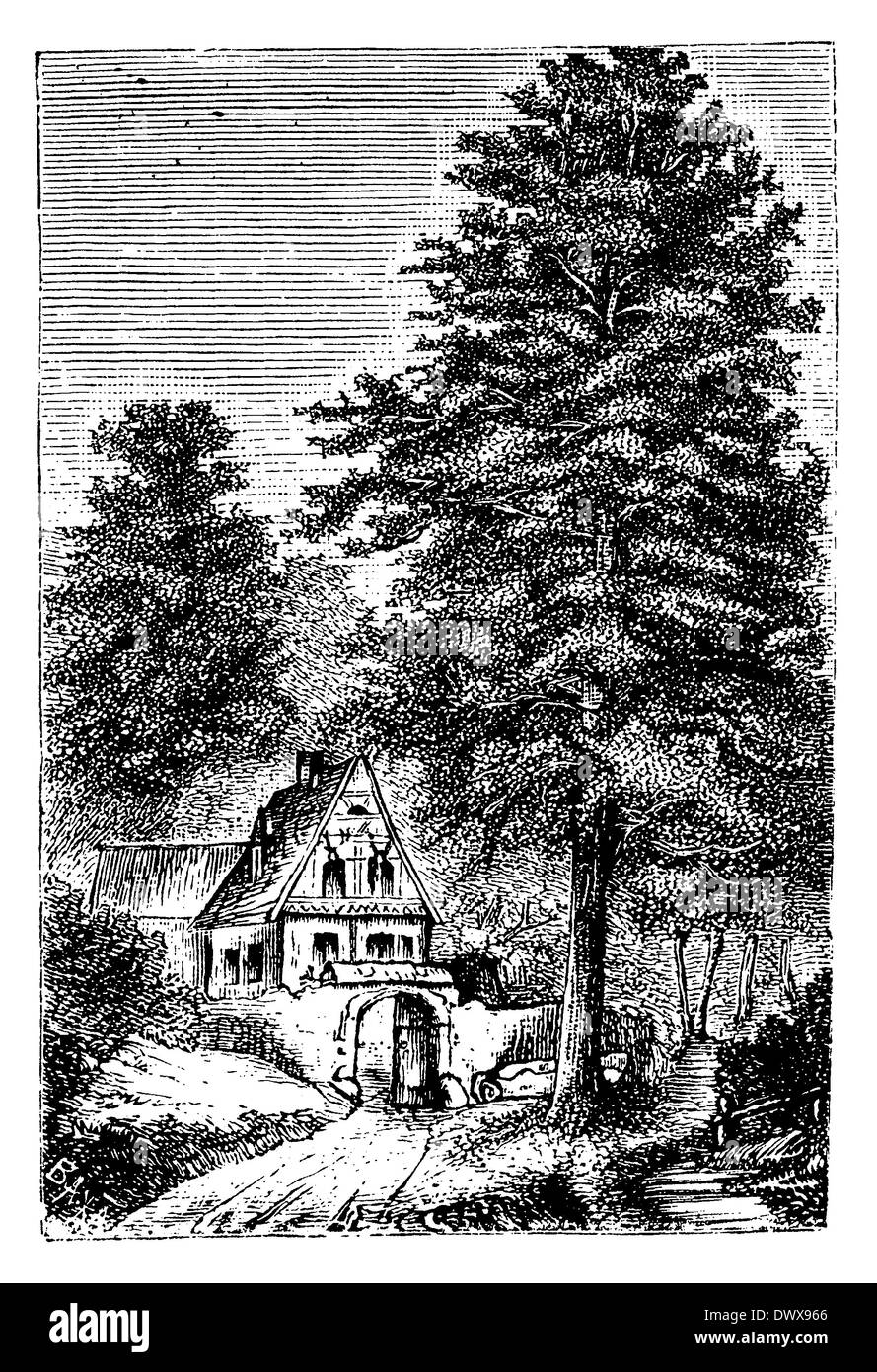 Old black alder alnus hi-res stock photography and images - Alamy